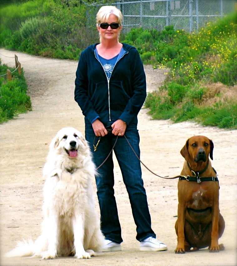How can you keep yourself and the dogs you are walking safe when out ...